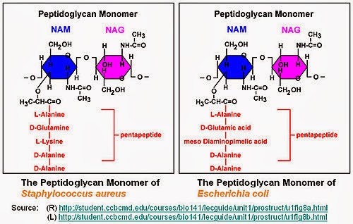 抗生素的介紹 Part III 之一：Moenomycin A - 科學，就是醬